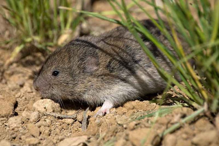 Le campagnol provençal ou Microtus duedecimcostatus – Info rongeurs