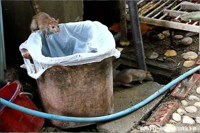Le rat brun ou Rattus Norvegicus – Info rongeurs