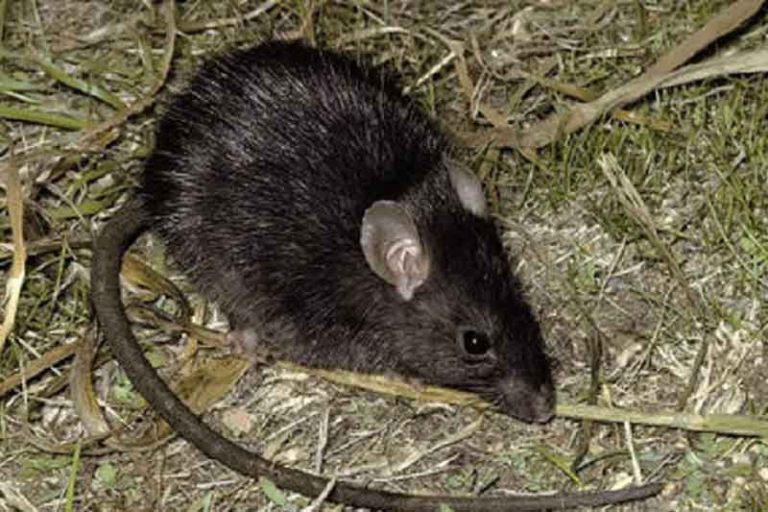 Le rat noir ou Rattus rattus – Info rongeurs