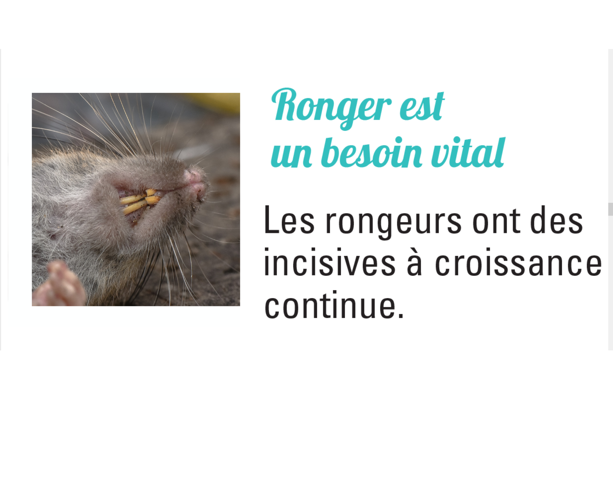 Ronger un besoin vital pour les rongeurs : oui mais à quel prix ...