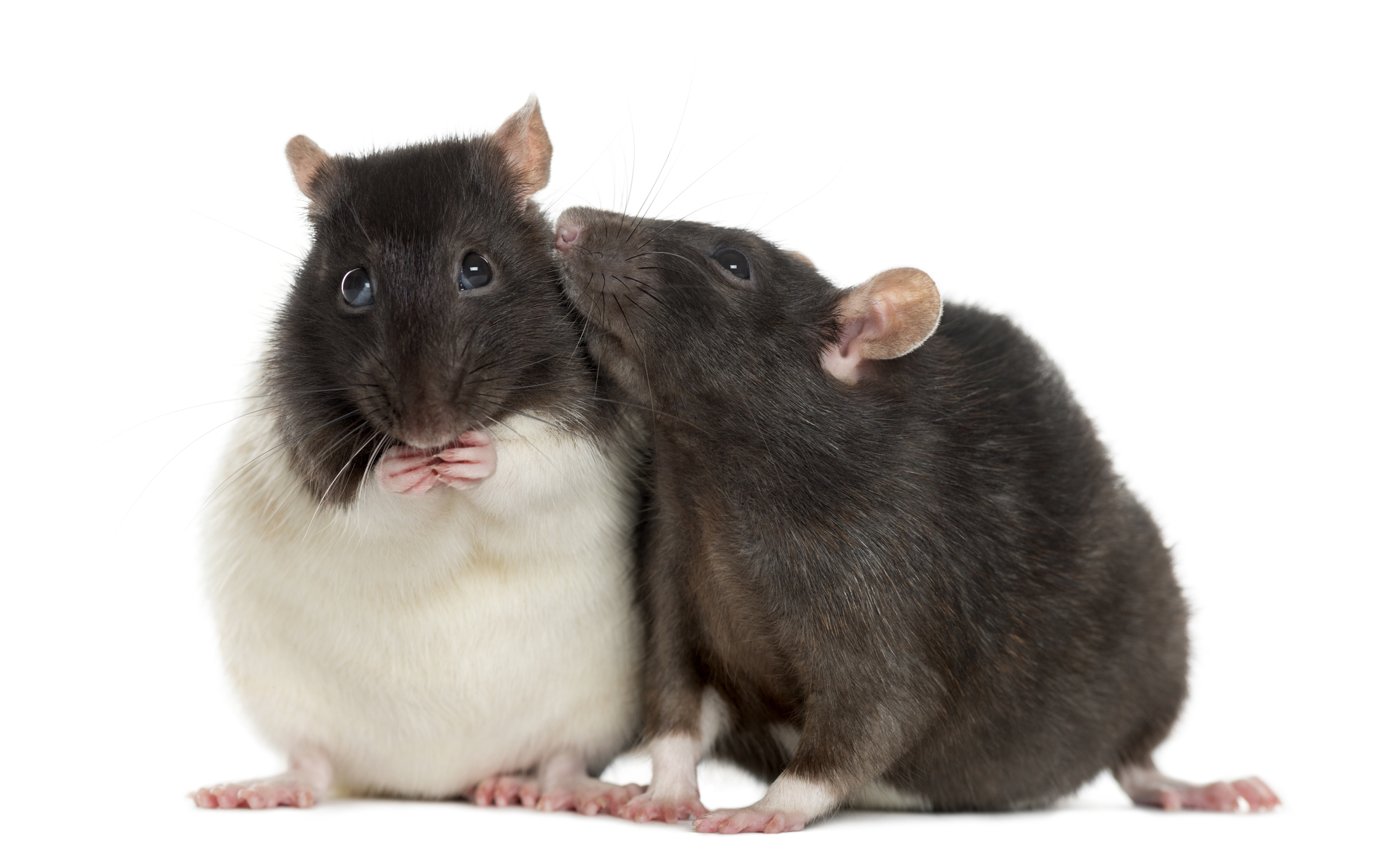 Comment les rongeurs communiquent-ils ? Un langage secret bien ...
